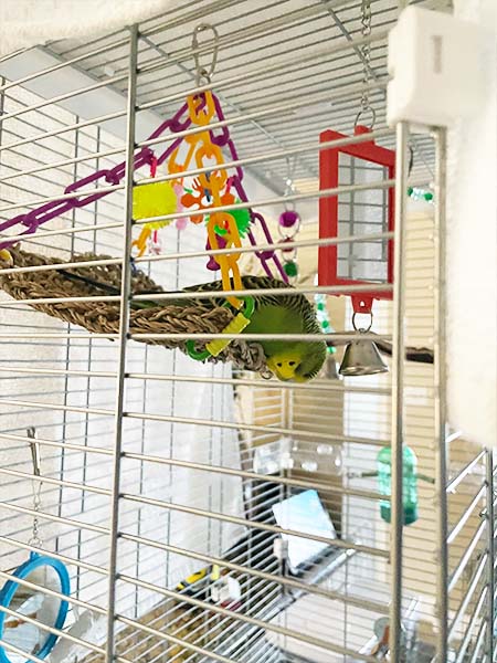 Parakeet Lifespan | Parakeet life expectancy | Duration of parakeet ...