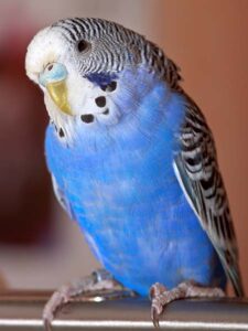 Parakeet Color Varieties | Explore Parakeet Colors | Parakeet Hues ...