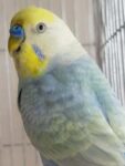 Parakeet Color Varieties | Explore Parakeet Colors | Parakeet Hues ...