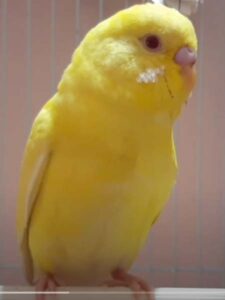 Parakeet Color Varieties | Explore Parakeet Colors | Parakeet Hues ...