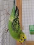 Parakeet Color Varieties | Explore Parakeet Colors | Parakeet Hues ...