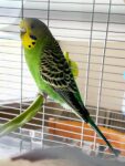 Parakeet Color Varieties | Explore Parakeet Colors | Parakeet Hues ...