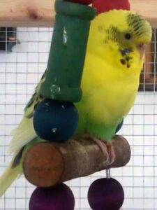 Parakeet Color Varieties | Explore Parakeet Colors | Parakeet Hues ...