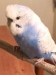 Parakeet Color Varieties | Explore Parakeet Colors | Parakeet Hues ...