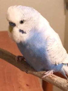 Parakeet Color Varieties | Explore Parakeet Colors | Parakeet Hues ...