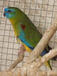 Parakeet Color Varieties | Explore Parakeet Colors | Parakeet Hues ...