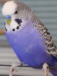 Parakeet Color Varieties | Explore Parakeet Colors | Parakeet Hues ...
