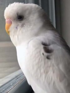 Parakeet Color Varieties | Explore Parakeet Colors | Parakeet Hues ...